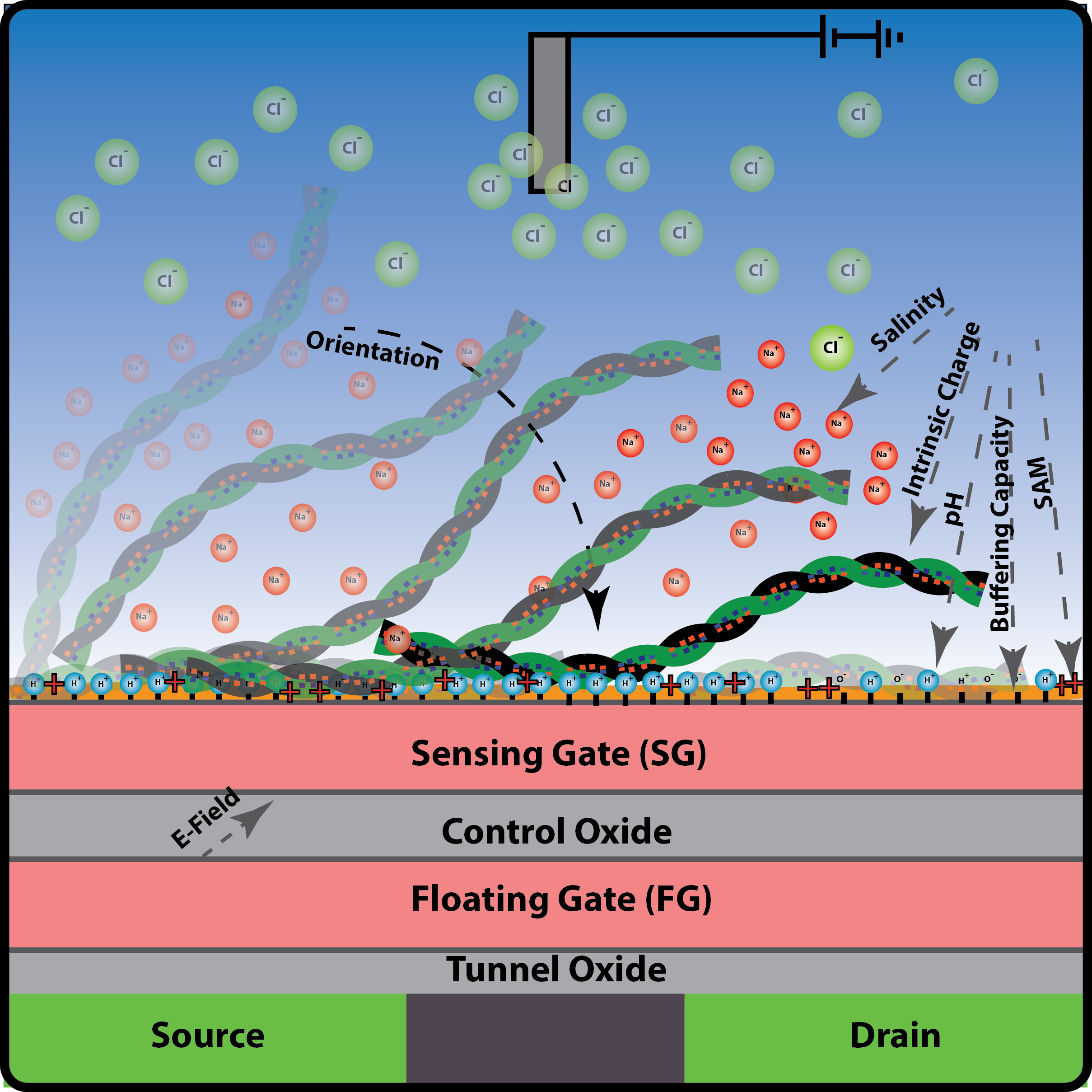 Nanoelectronics – Nano Neurotechnology Lab @Purdue